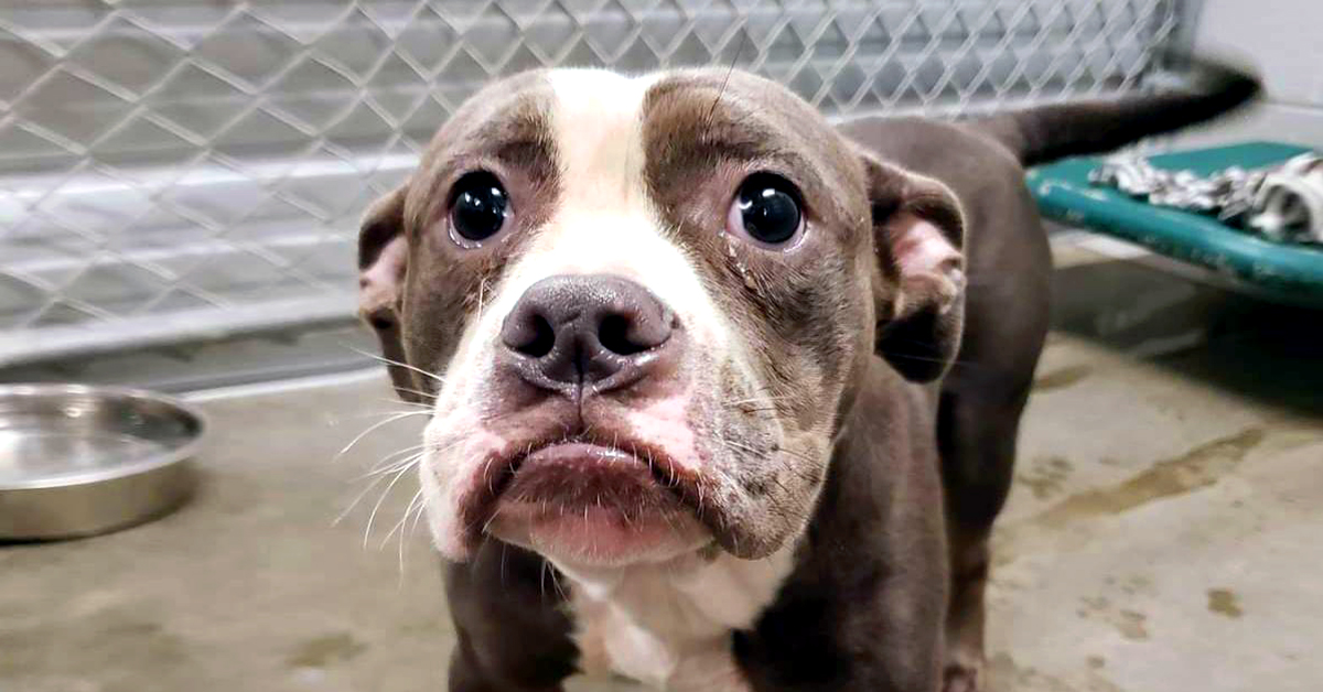 Animal rescue stories are filling the void in our hearts (35 Photos)