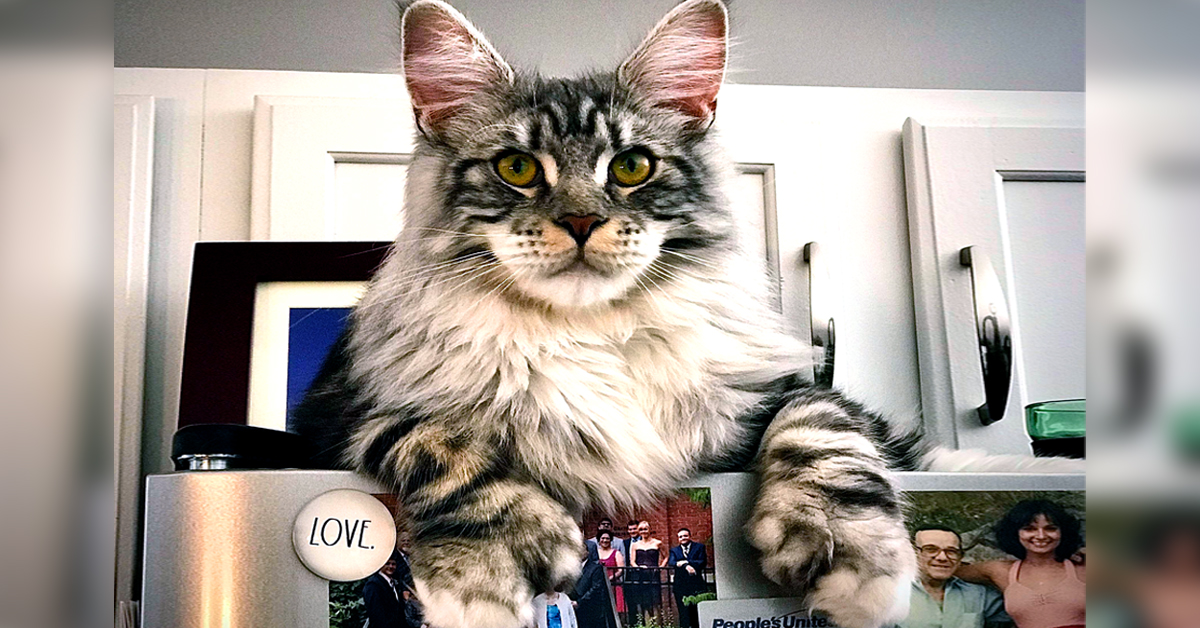 These absolute units of cats may have had some of the turtles' ooze