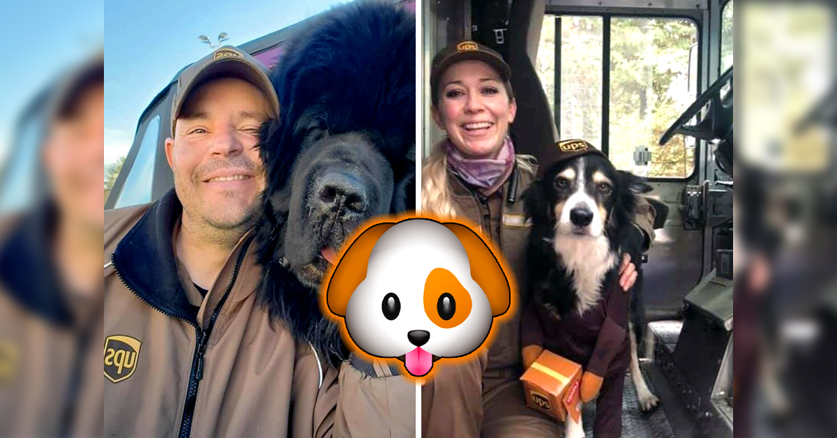 UPS drivers meeting dogs on their route is the highlight of any day!