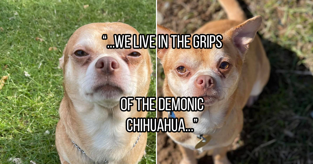 Prancer, the “demonic” chihuahua who’s adoption description went viral