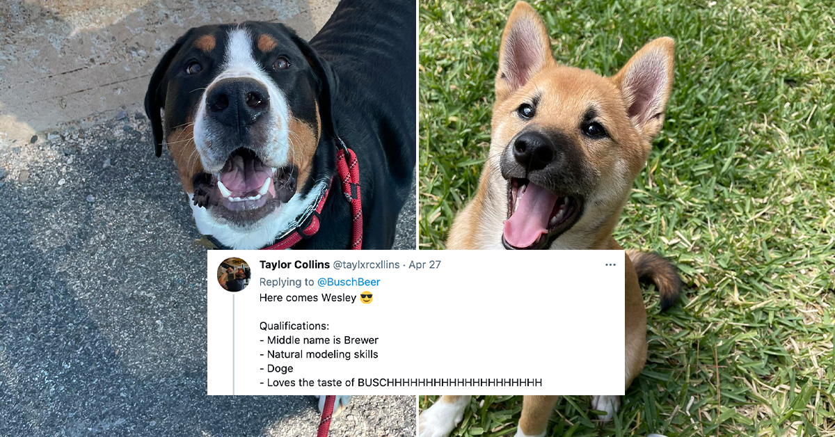 People are submitting their dogs' 'resumes' and I'd hire them all