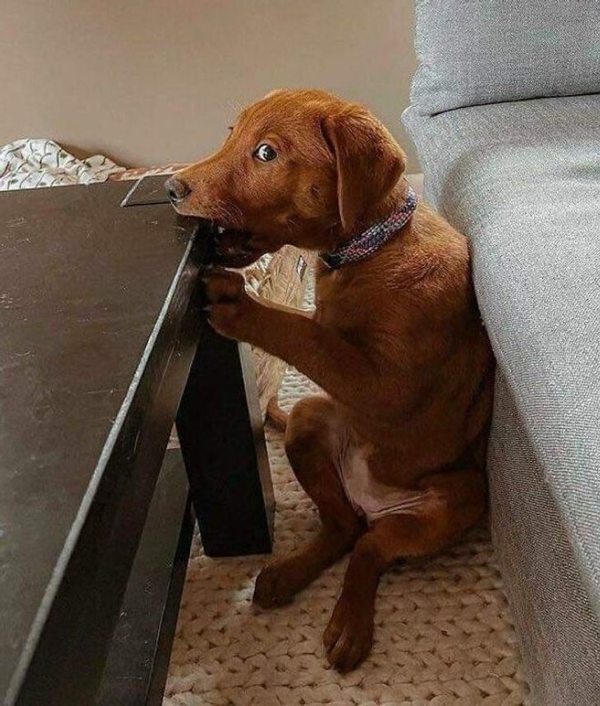 These fuzzy humans are trying to pass as animals