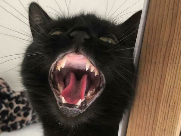 Screaming Cats That You Can Hear Through The Screen