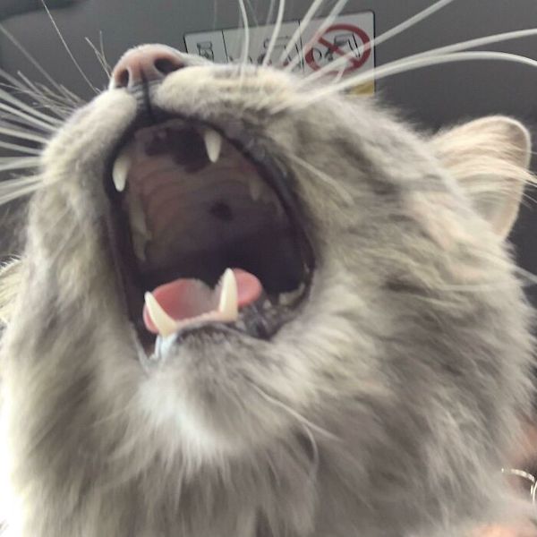 Screaming Cats That You Can Hear Through The Screen