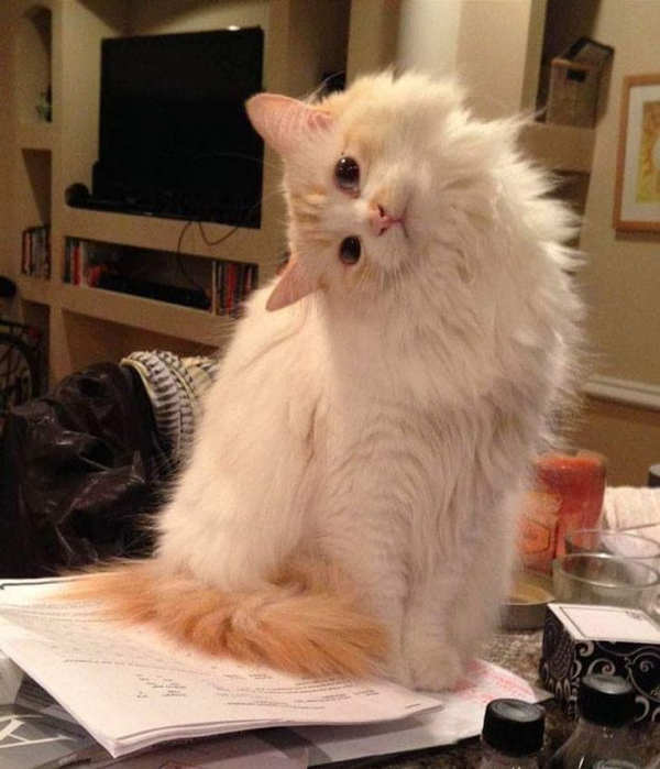 These fuzzy humans are trying to pass as animals