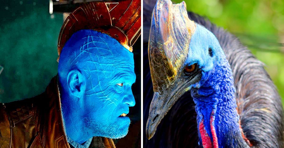 MCU characters and their shockingly accurate bird counterparts