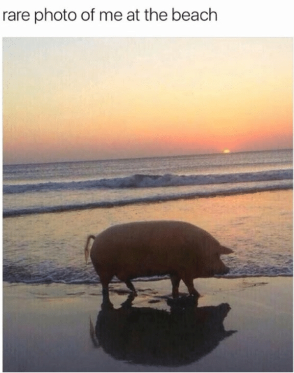 Grab your bikinis, it's beach meme season! (32 Photos)