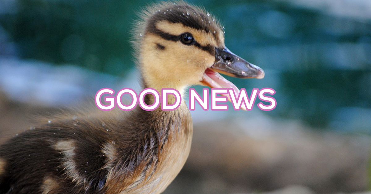 Sh!tty day? Here are 10 uplifting News stories plus DUCKS!
