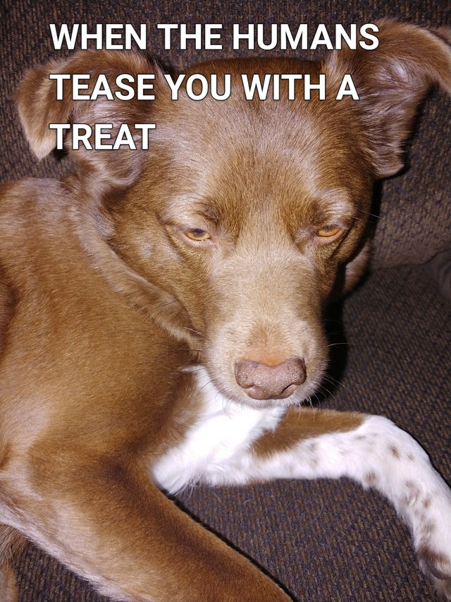 Dog Memes Are A Real Catch!!!