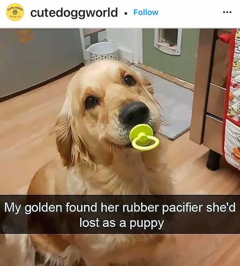 Dog Memes Are A Real Catch!!!