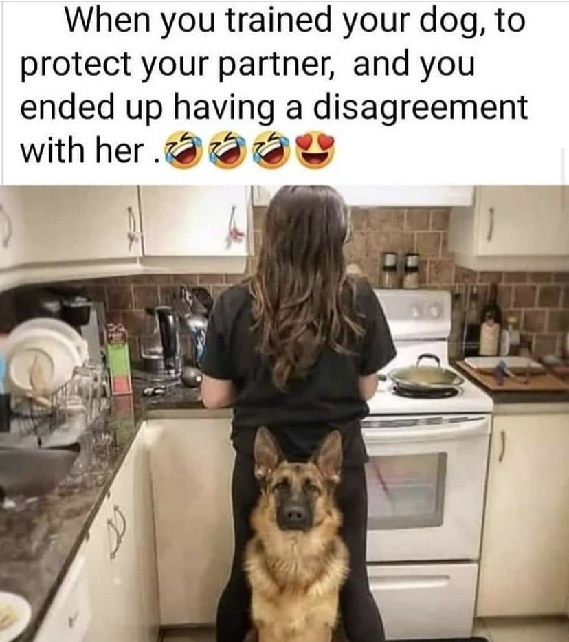 Dog Memes Are A Real Catch!!!