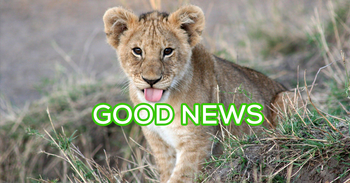 Sh!tty day? Here are 10 uplifting News stories plus LIONS!