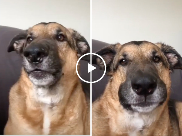 Dog mumbles and grumbles, but he won't bark at the delivery guy (Video)