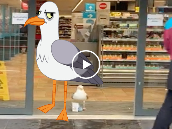 Seagull Sandwich Walks into Store Smart Works Motion Door VideoFunny