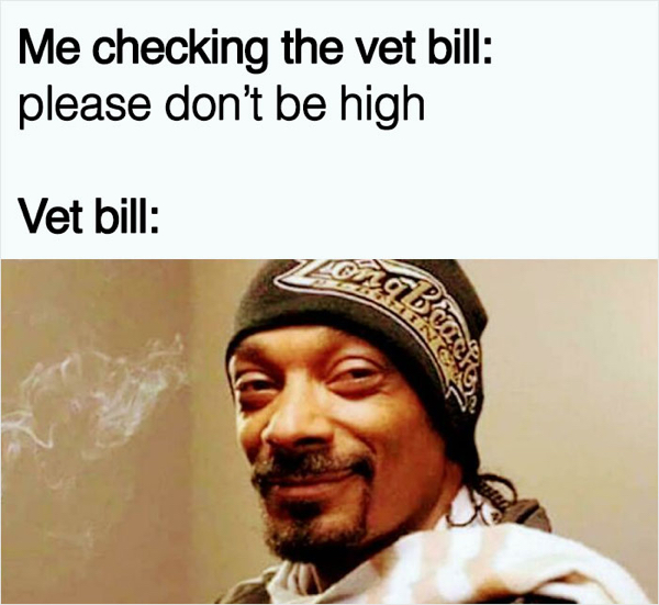 Dog owners can seriously relate to these K9 memes