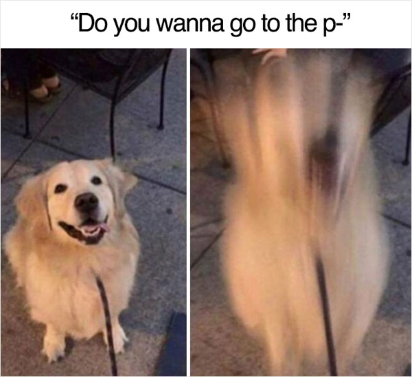 Dog owners can seriously relate to these K9 memes