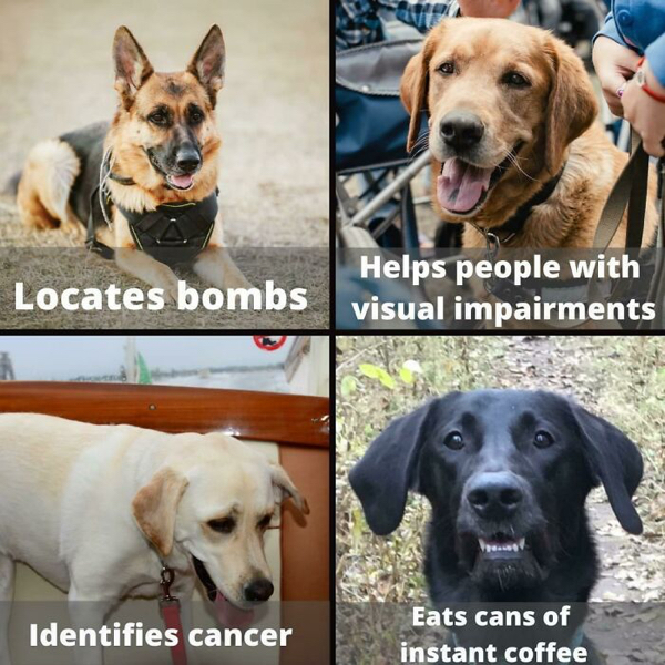 Dog owners can seriously relate to these K9 memes