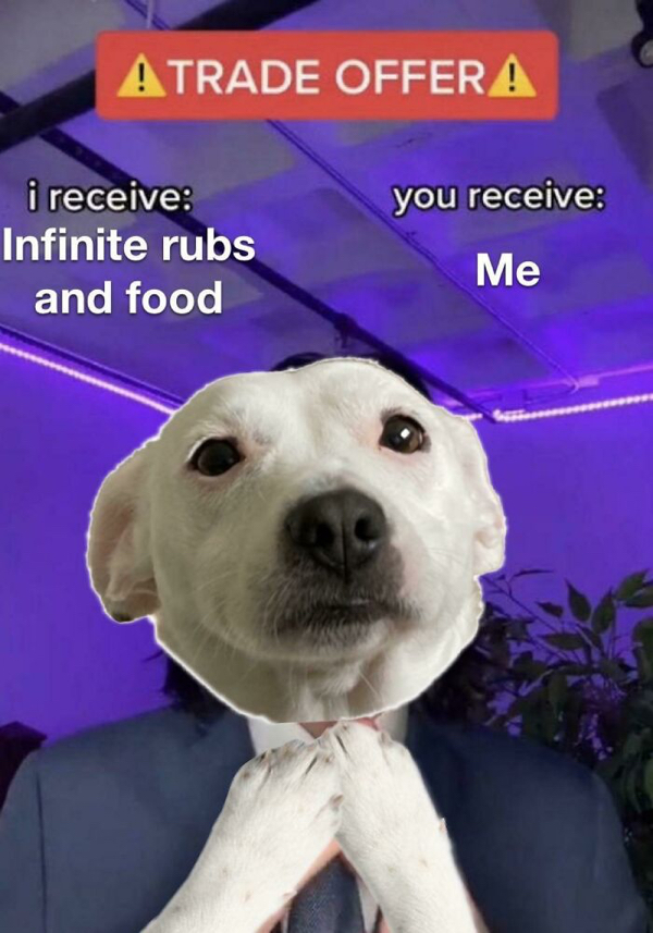 Dog owners can seriously relate to these K9 memes