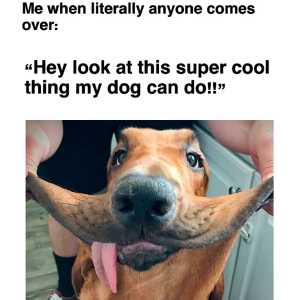 Dog owners can seriously relate to these K9 memes