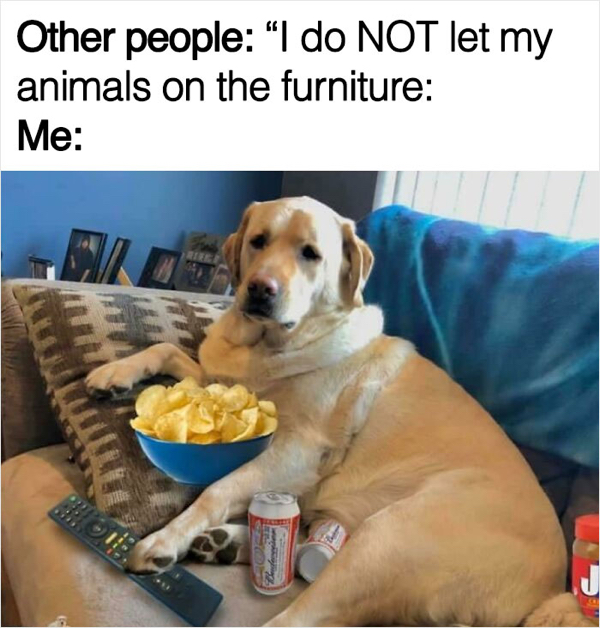 Dog owners can seriously relate to these K9 memes