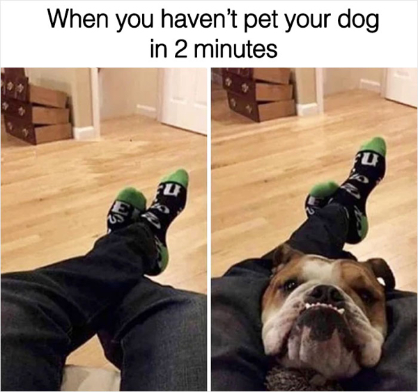 Dog owners can seriously relate to these K9 memes