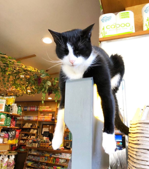 Cat *knocks over glass* Saturday!