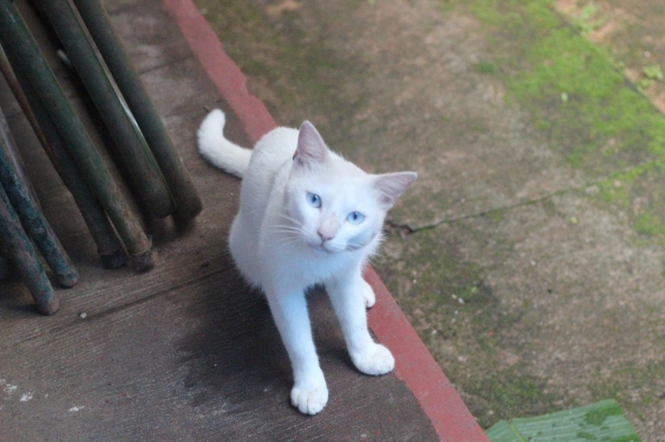 Animals with mutations that make them all the more lovable (20 Pics)