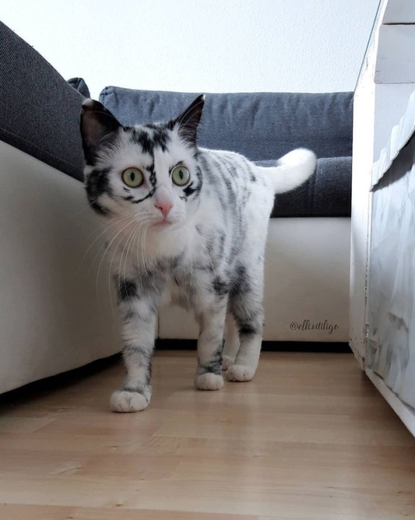 Animals with mutations that make them all the more lovable (20 Pics)