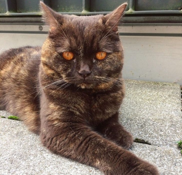 Animals with mutations that make them all the more lovable (20 Pics)