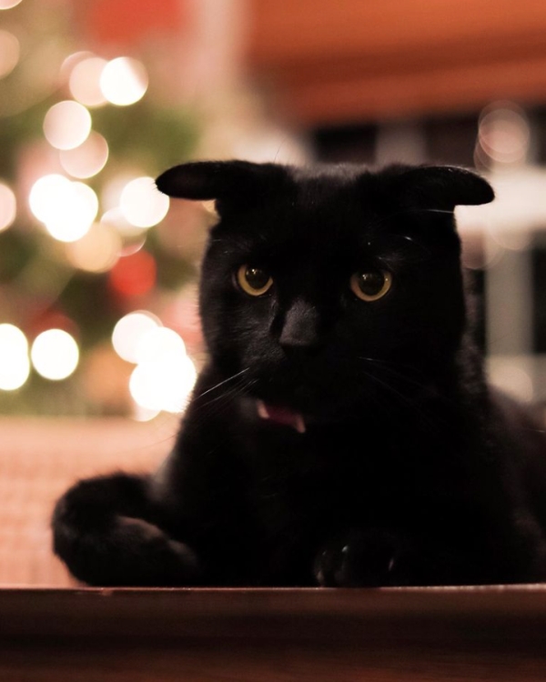 Animals with mutations that make them all the more lovable (20 Pics)