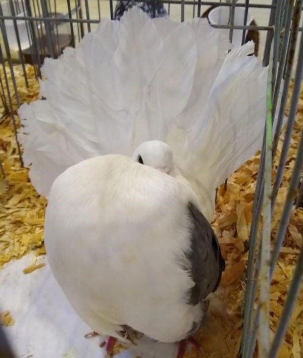 Animals with mutations that make them all the more lovable (20 Pics)