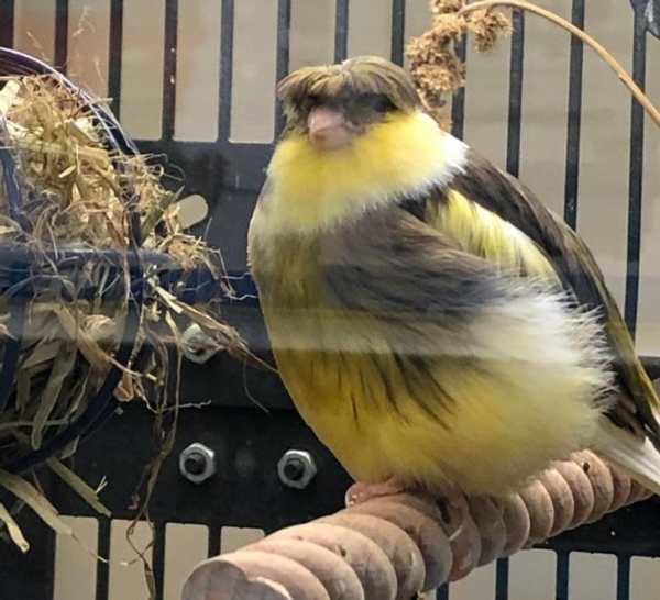 Animals with mutations that make them all the more lovable (20 Pics)