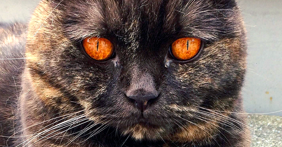 Animals with mutations that make them all the more lovable (20 Pics)