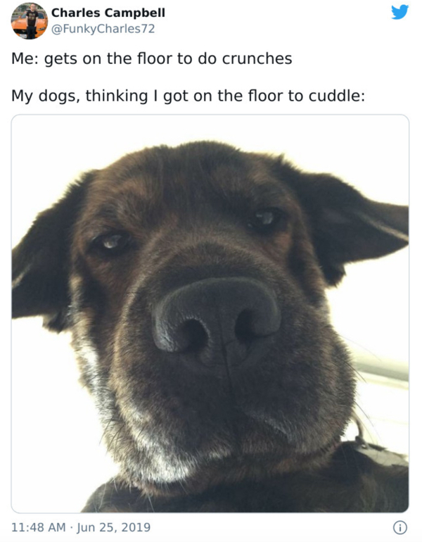 Dog owners can seriously relate to these K9 memes