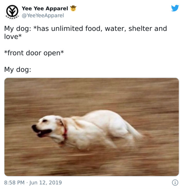Dog owners can seriously relate to these K9 memes