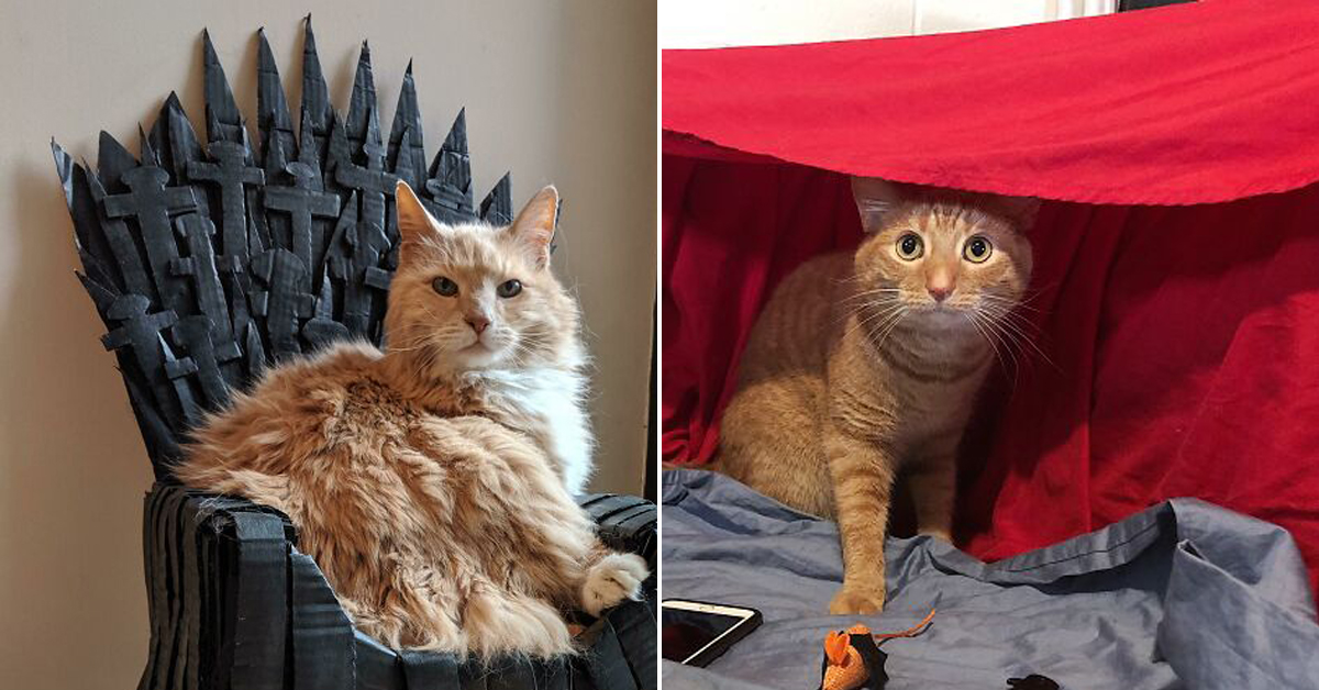 Spoiled cats that are livin' the damn dream