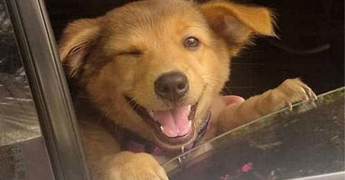 These guaranteed smile-bringers will have you grinning all day