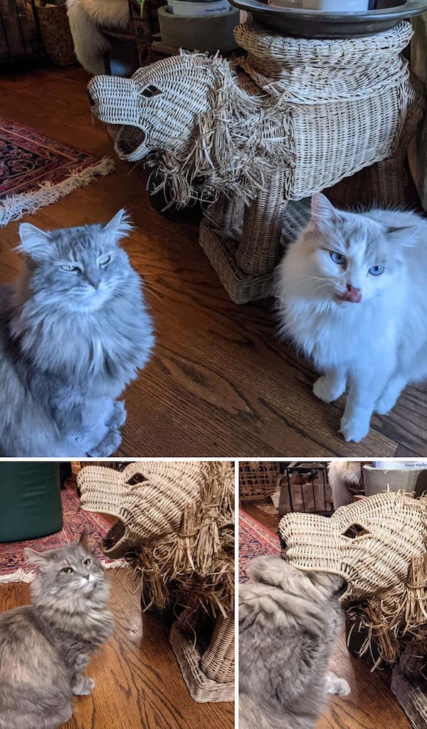 Awesome and rare thrift shop finds