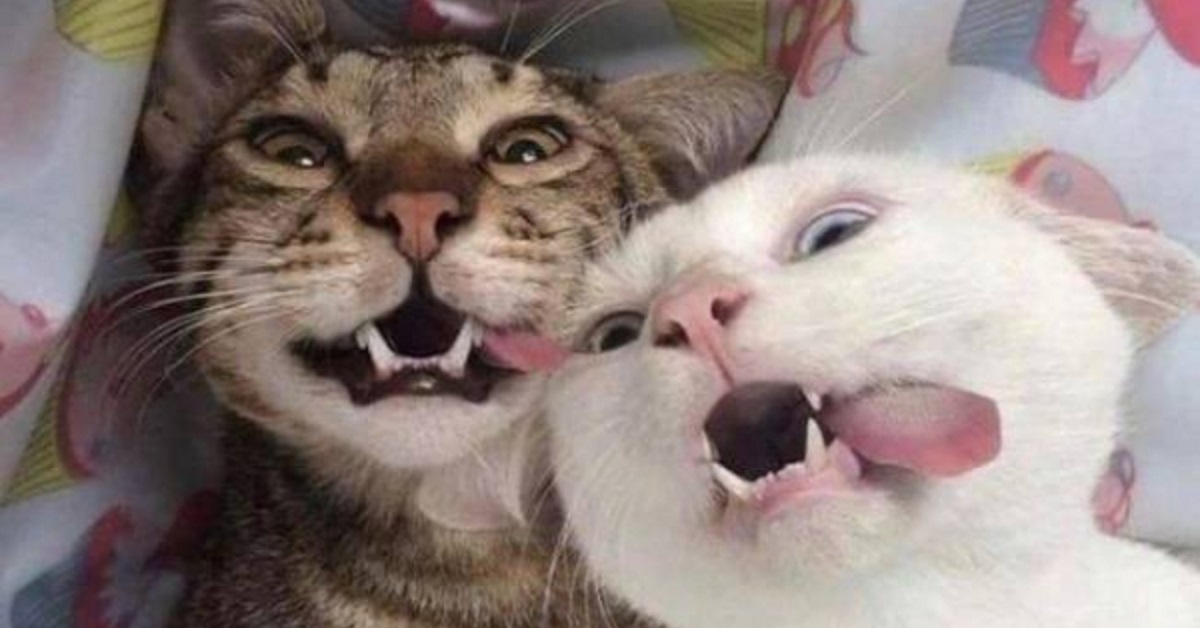 Cat *knocks over glass* Saturday!