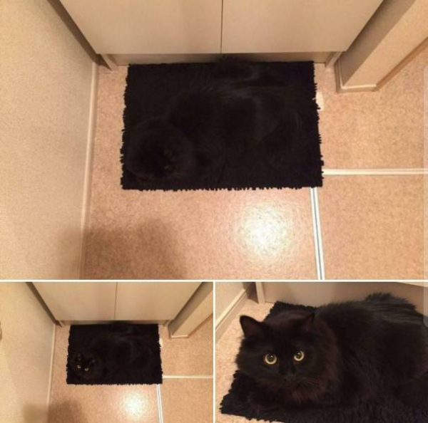 Cat *knocks over glass* Saturday!