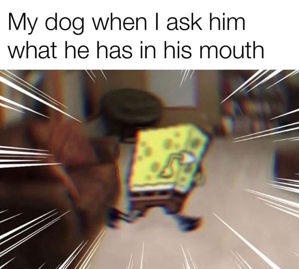 Dog owners can seriously relate to these K9 memes