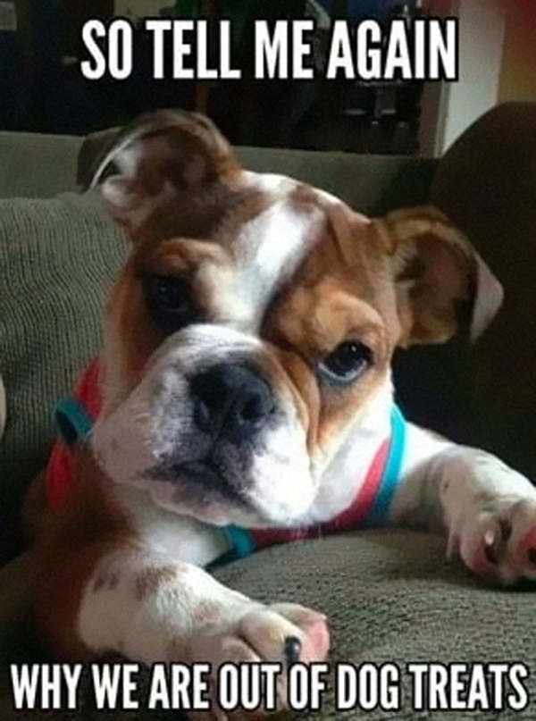 Dog owners can seriously relate to these K9 memes