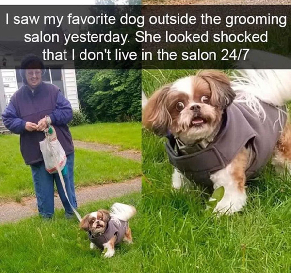 Dog owners can seriously relate to these K9 memes