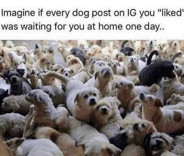 Dog owners can seriously relate to these K9 memes