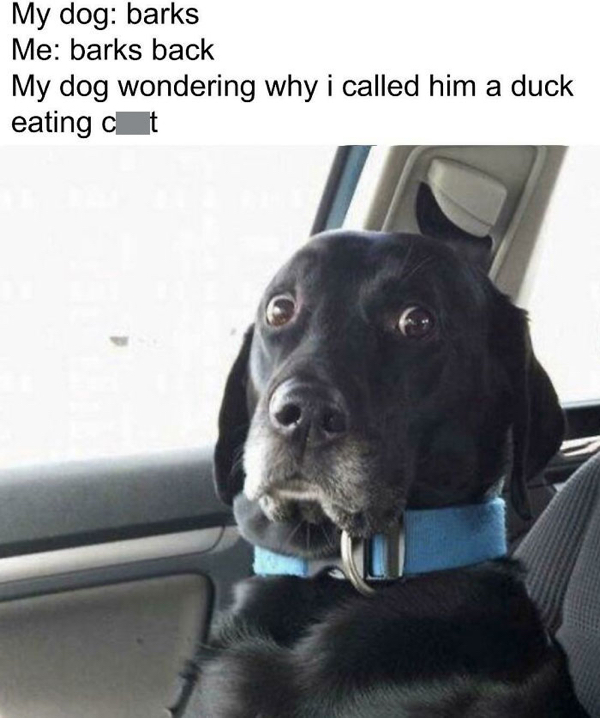 Dog owners can seriously relate to these K9 memes