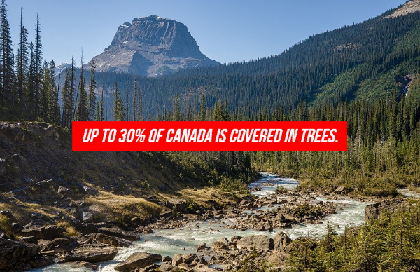 Iced Capps, Timbits, and Tidbits Aboot Canada