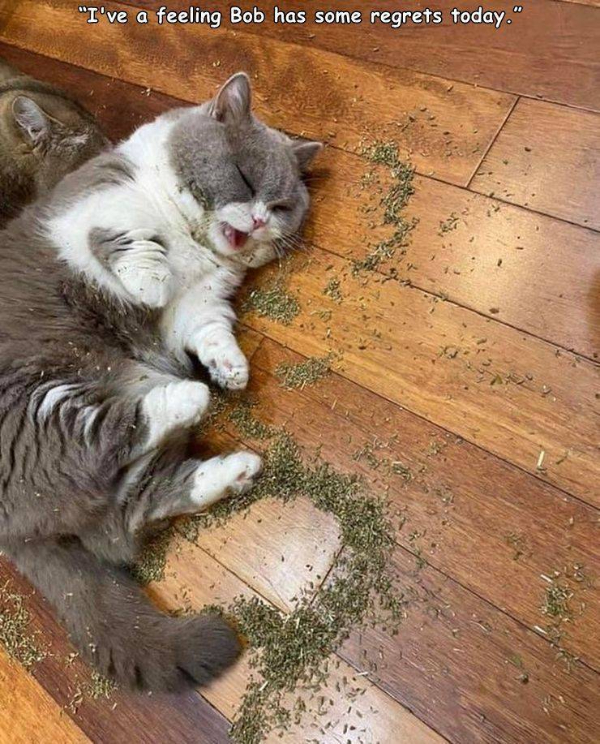 Cat *knocks over glass* Saturday!