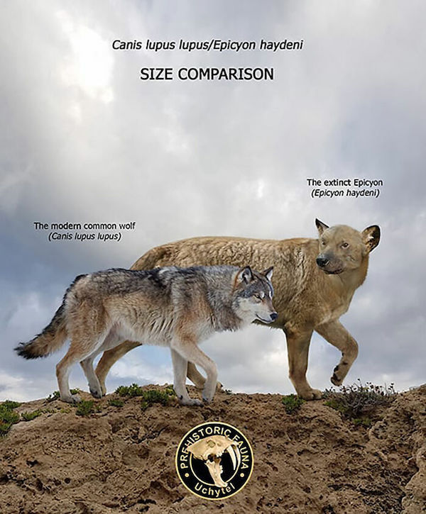 Size Comparisons Of Prehistoric Vs. Present Day Animals