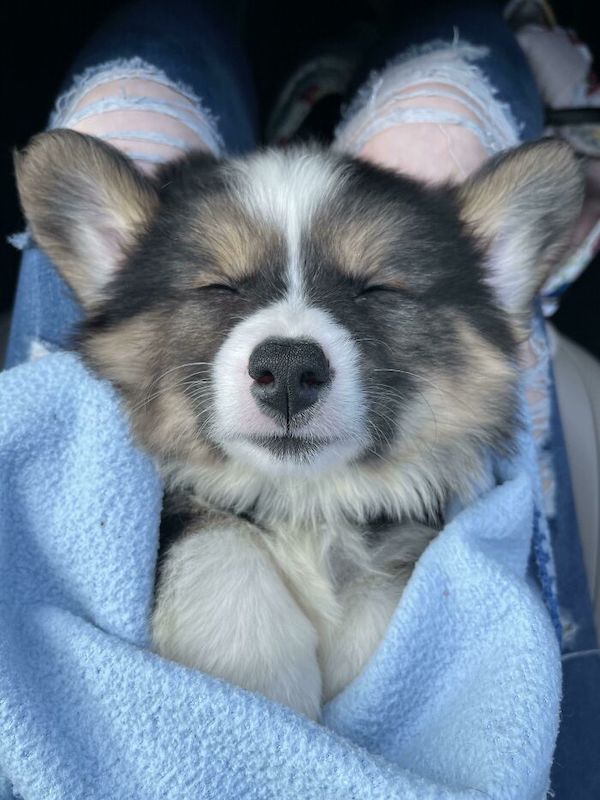 These Rescue Pets Are Living Their Best Lives