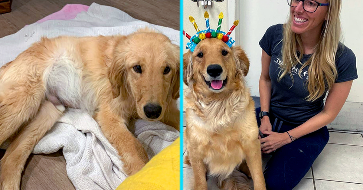 Animal rescue stories are filling the void in our hearts (36 Photos)